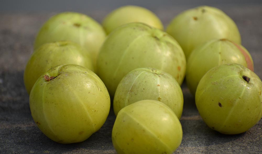 Amla-Beere (Emblica officinalis) |Selbstheilung Online