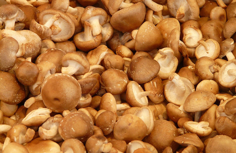 Shiitake (Lentinan) |Selbstheilung Online