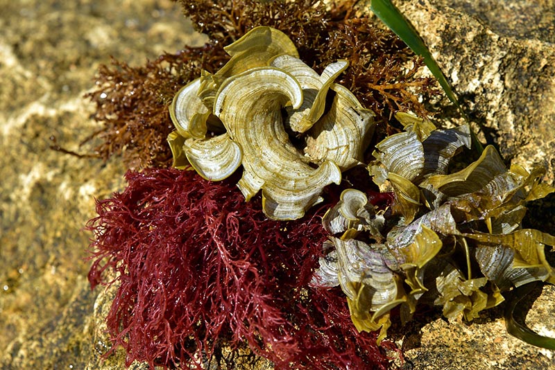 Lithothamnium – Rotalge mit hohem natürlichen Calciumanteil ...