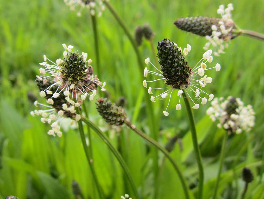 Spitzwegerich (Plantago lanceolata) |Selbstheilung Online